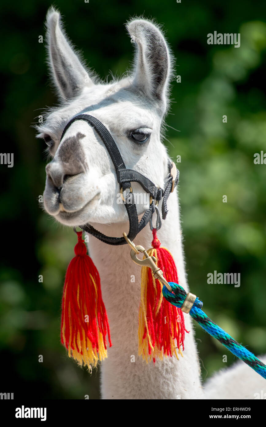 Lama animal hi-res stock photography and images - Alamy