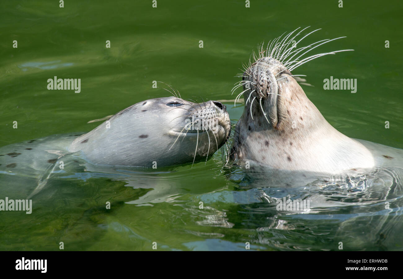 Seal snout hi-res stock photography and images - Alamy
