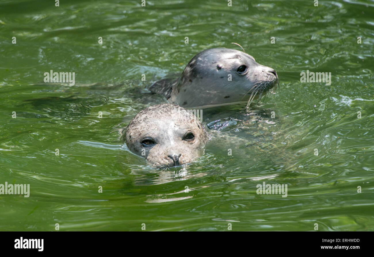 Two seals at water Stock Photo - Alamy