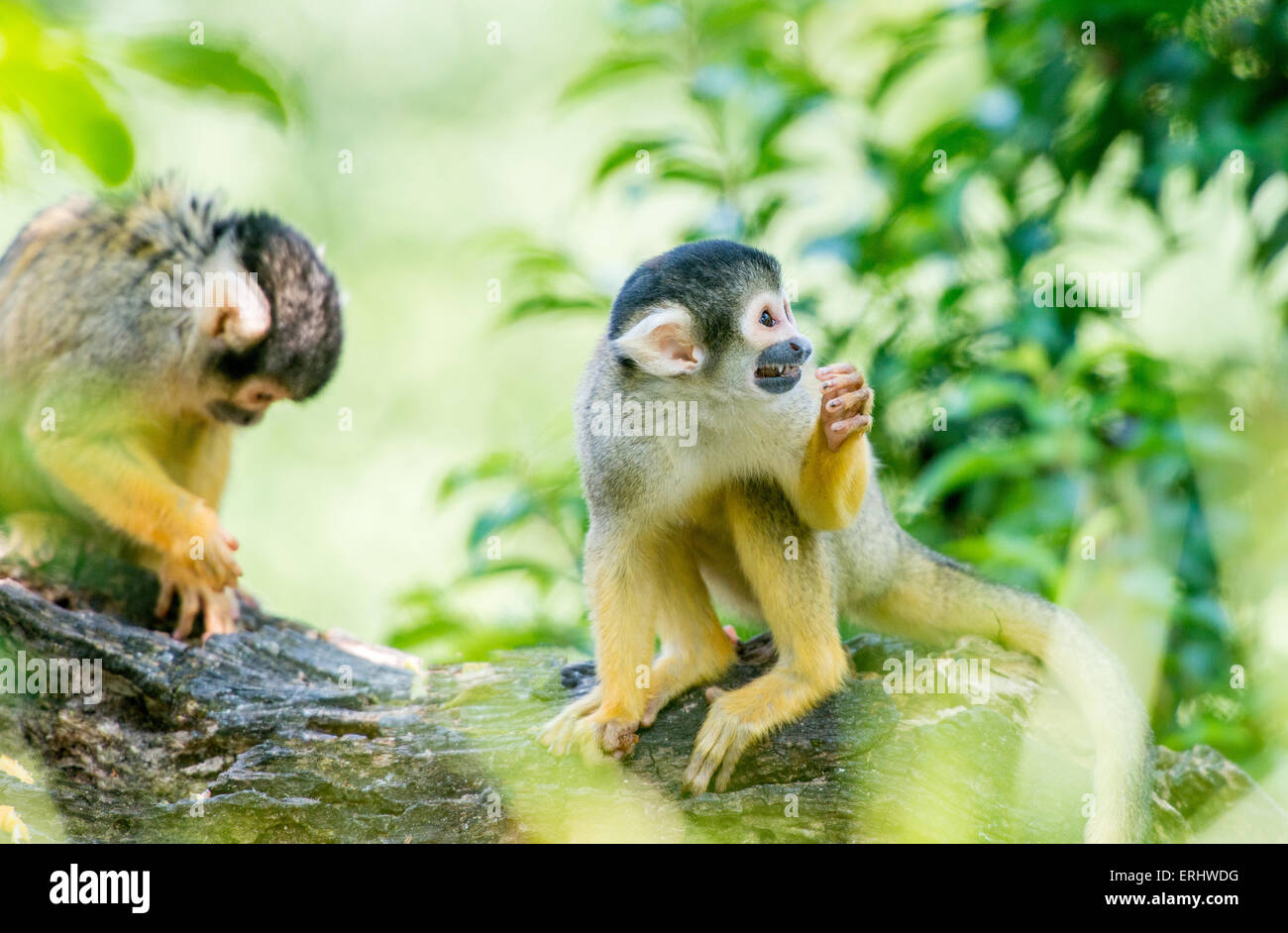 Tow death's head monkey on a tree Stock Photo - Alamy