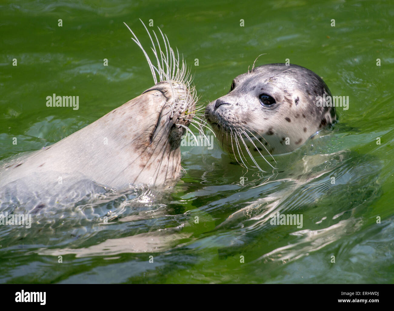 Grey snout hi-res stock photography and images - Alamy