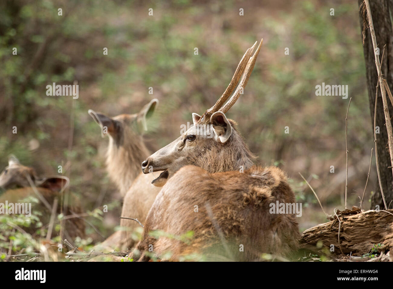 Samba wood hi-res stock photography and images - Alamy