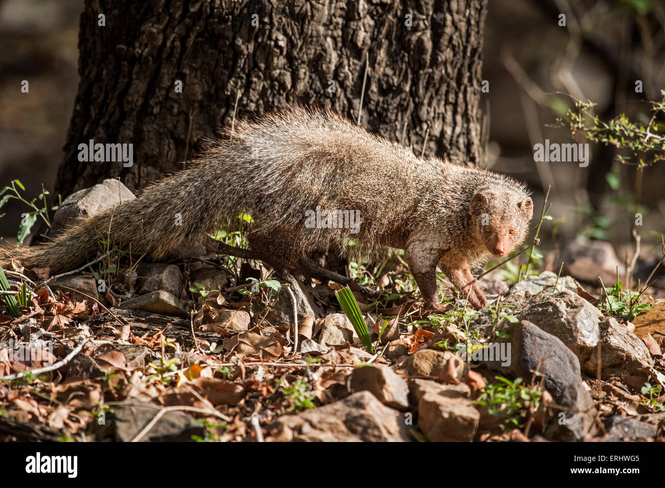 Mongoose of india hi-res stock photography and images - Alamy
