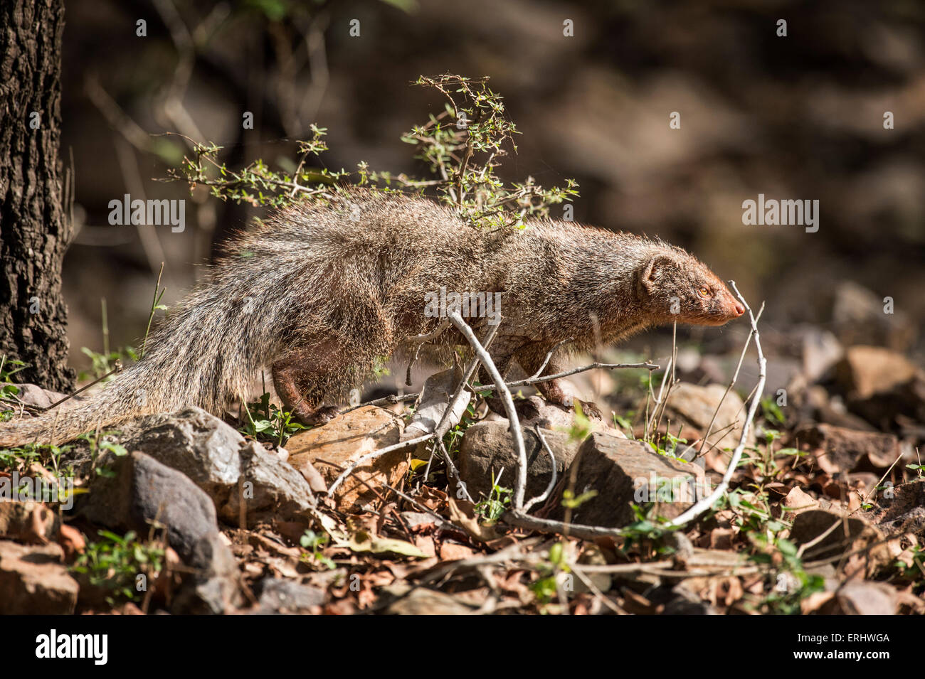 Mongoose india hi-res stock photography and images - Alamy