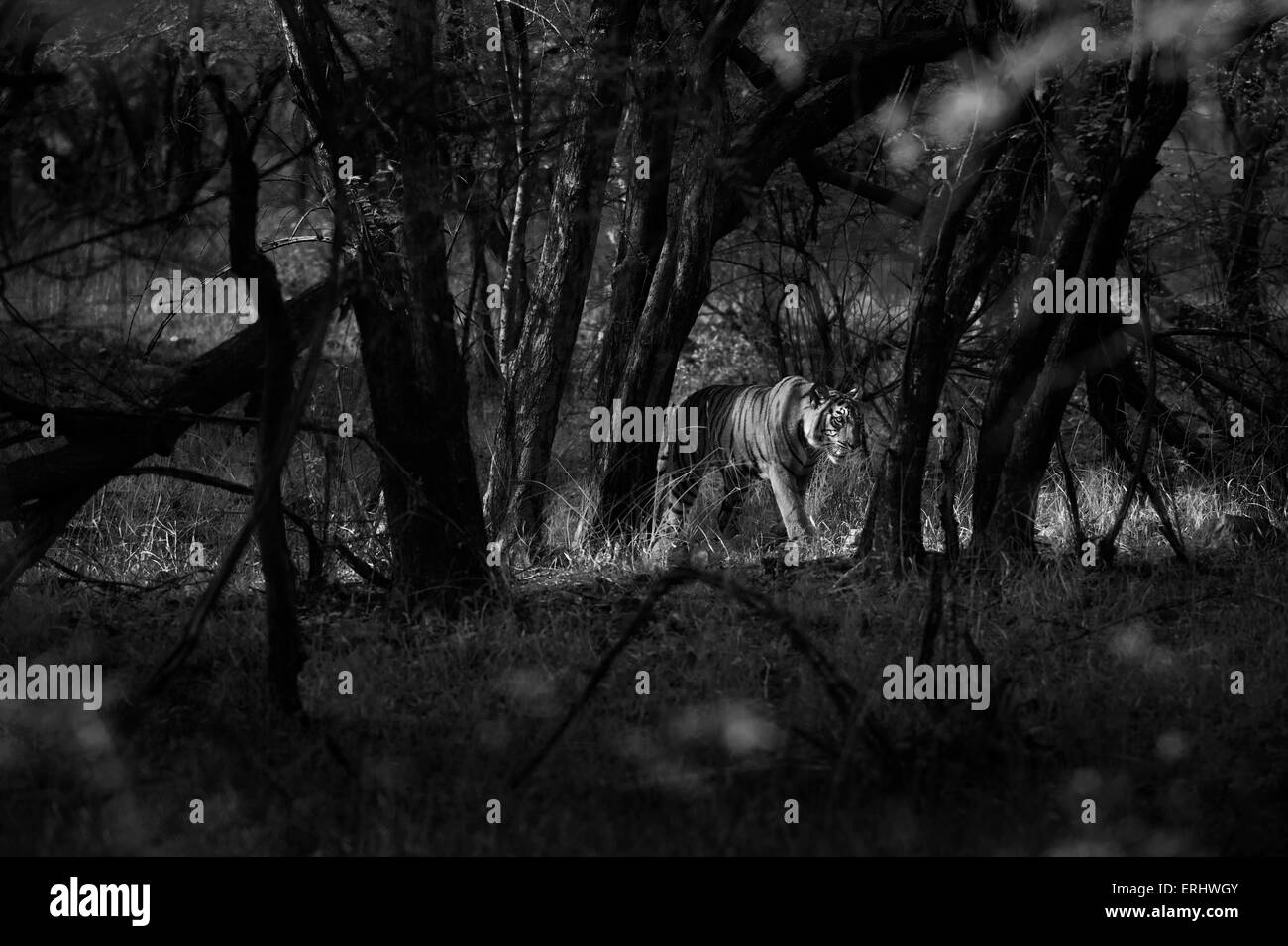 Tiger t24 Black and White Stock Photos & Images - Alamy