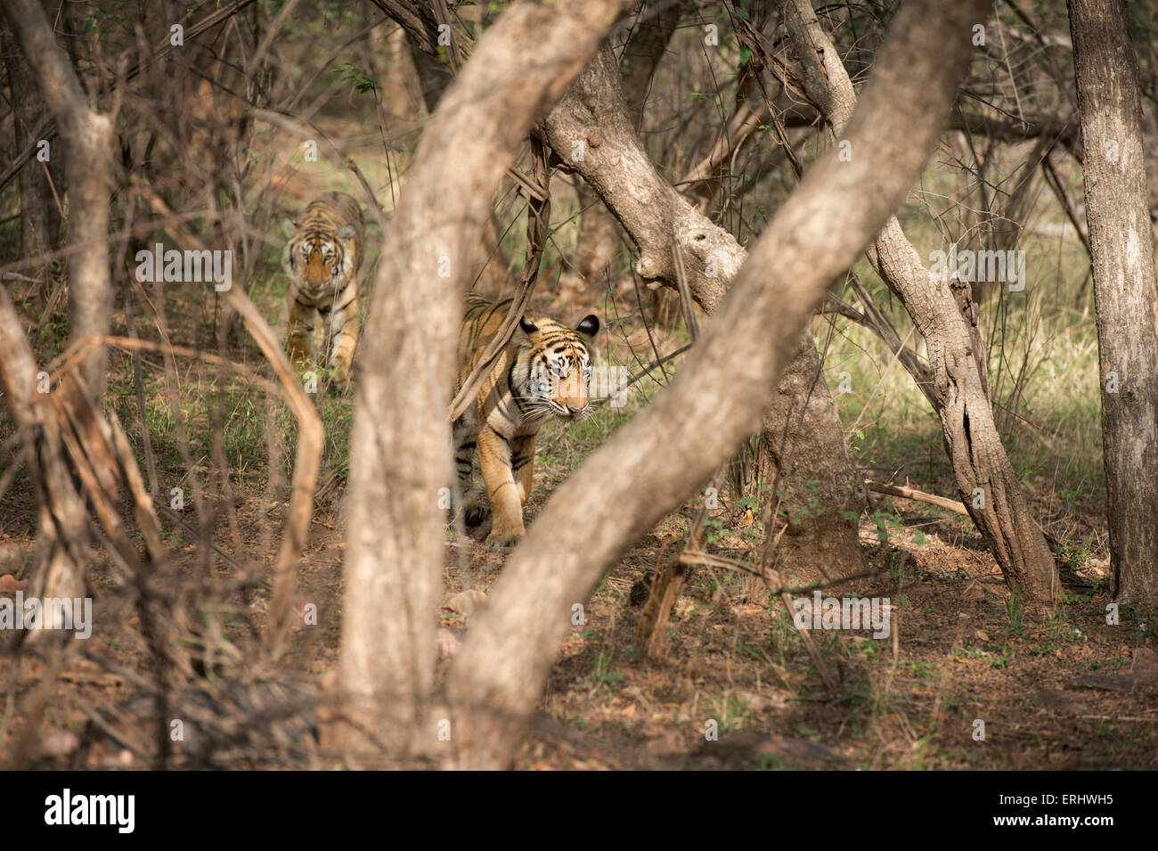 Tiger t24 hi-res stock photography and images - Alamy