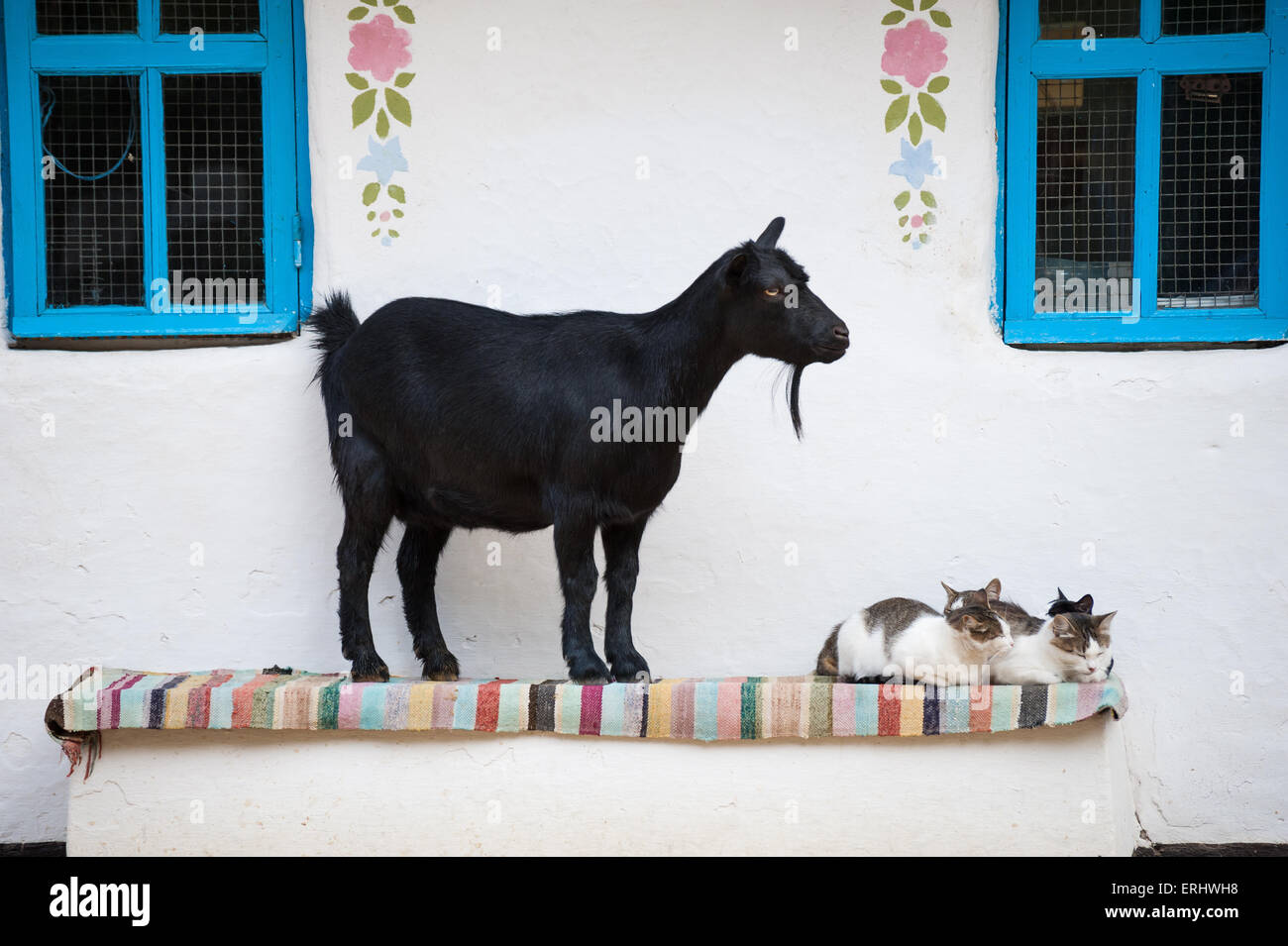 Goat and cats near chalet Stock Photo - Alamy