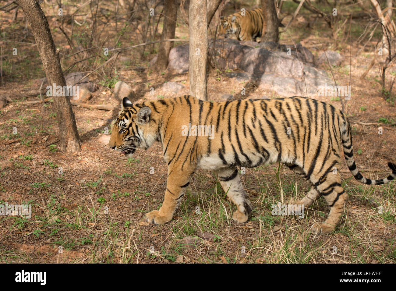 Tiger t24 hi-res stock photography and images - Alamy