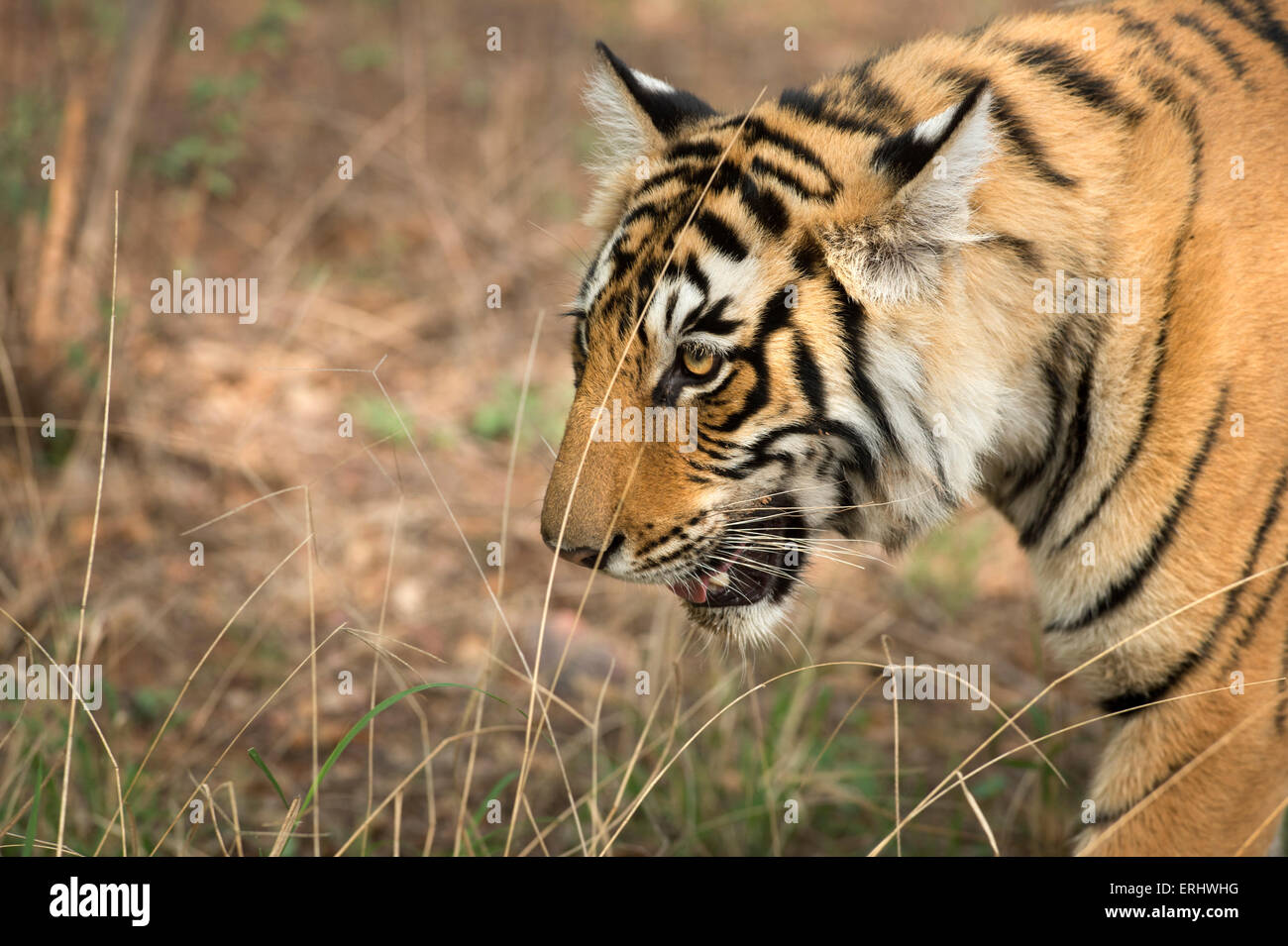 Tiger t24 hi-res stock photography and images - Alamy