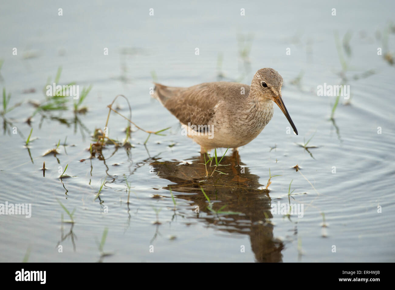 Snipe wood hi-res stock photography and images - Alamy