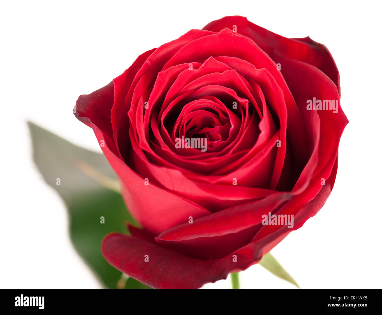 Red rose isolated on white Stock Photo - Alamy