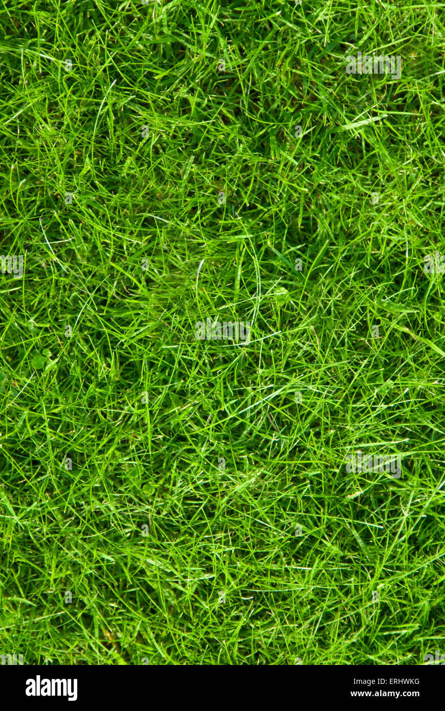 Abstract green grass background Stock Photo - Alamy
