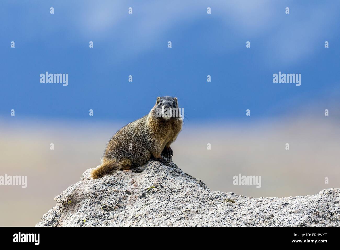 Adult woodchuck hi-res stock photography and images - Alamy