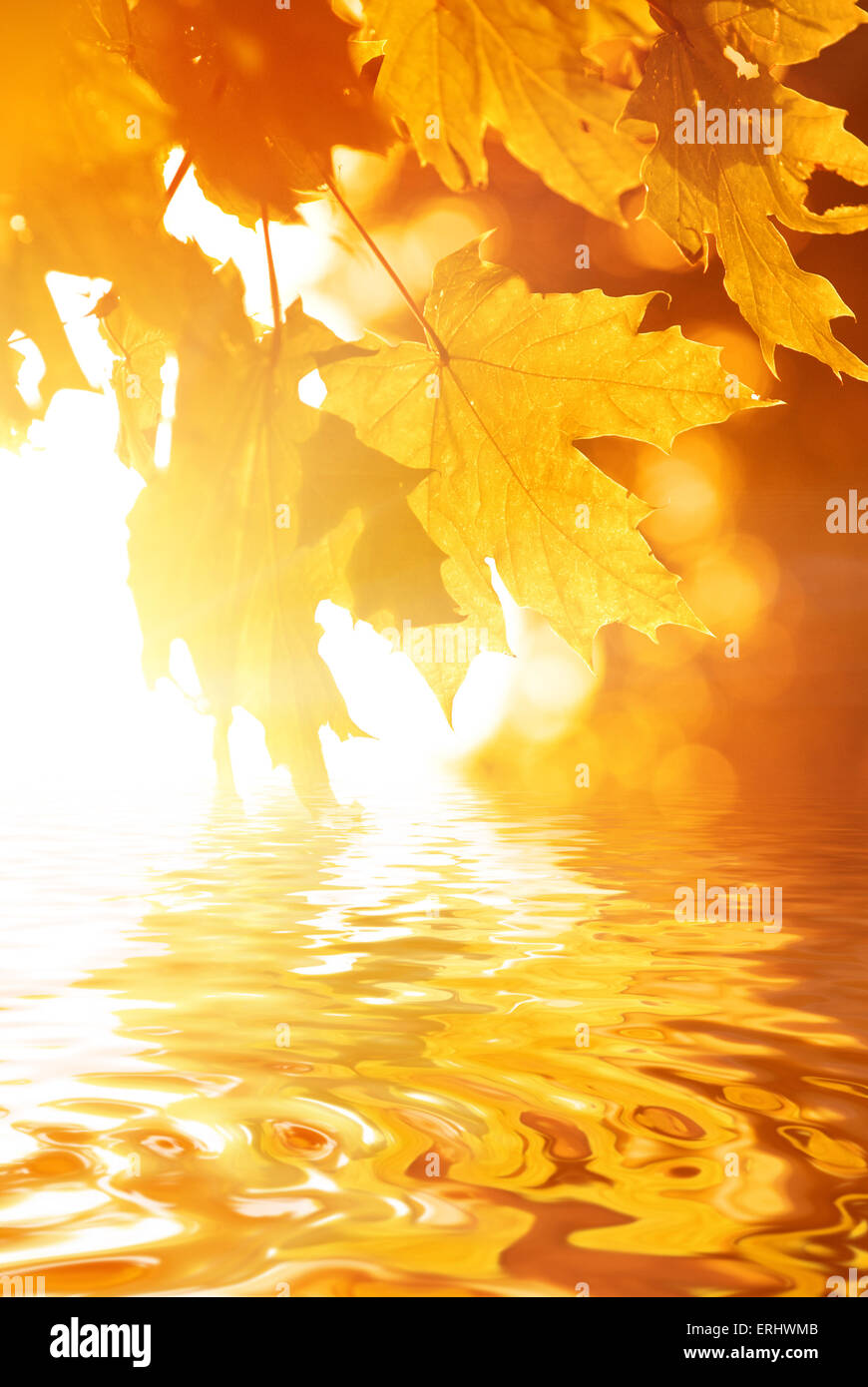 Autumn leaves reflected in rendered water Stock Photo - Alamy