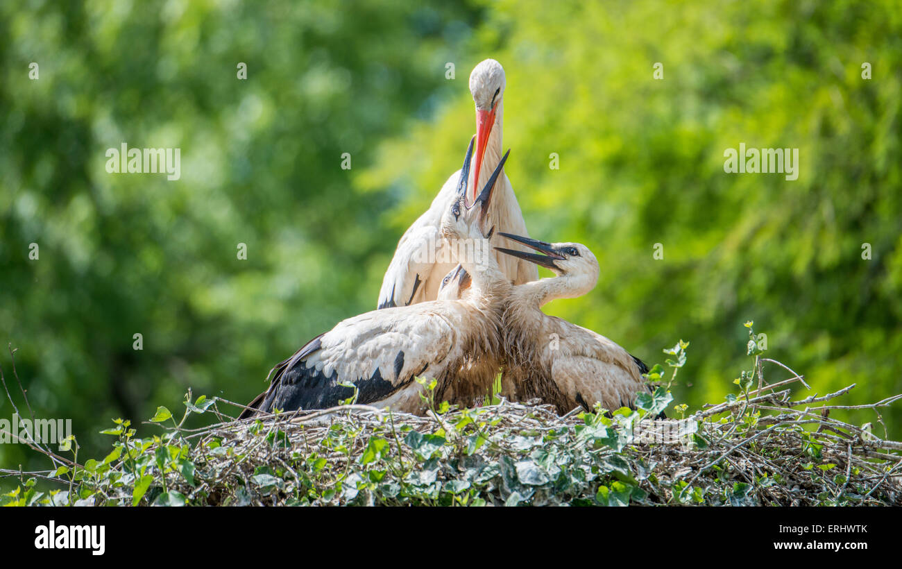 Hungry stork chicks Stock Photo - Alamy
