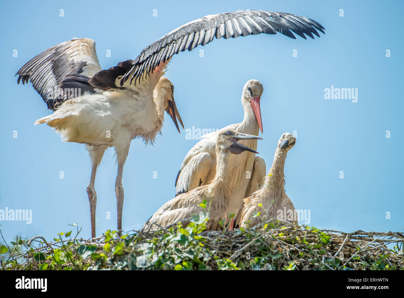 Mother stork with its three chicks at nest Stock Photo - Alamy