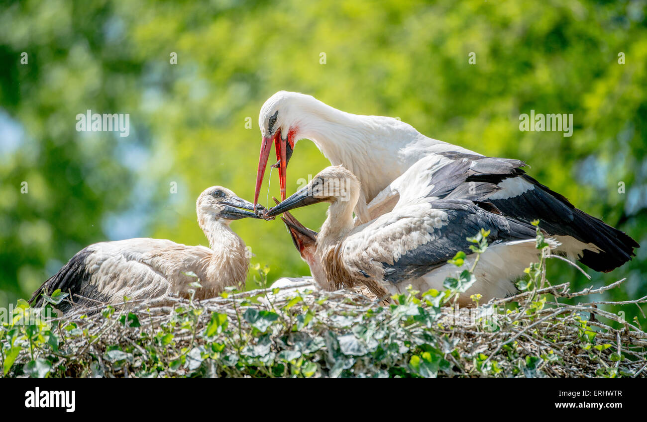 Mother stork feeding its chicks Stock Photo - Alamy