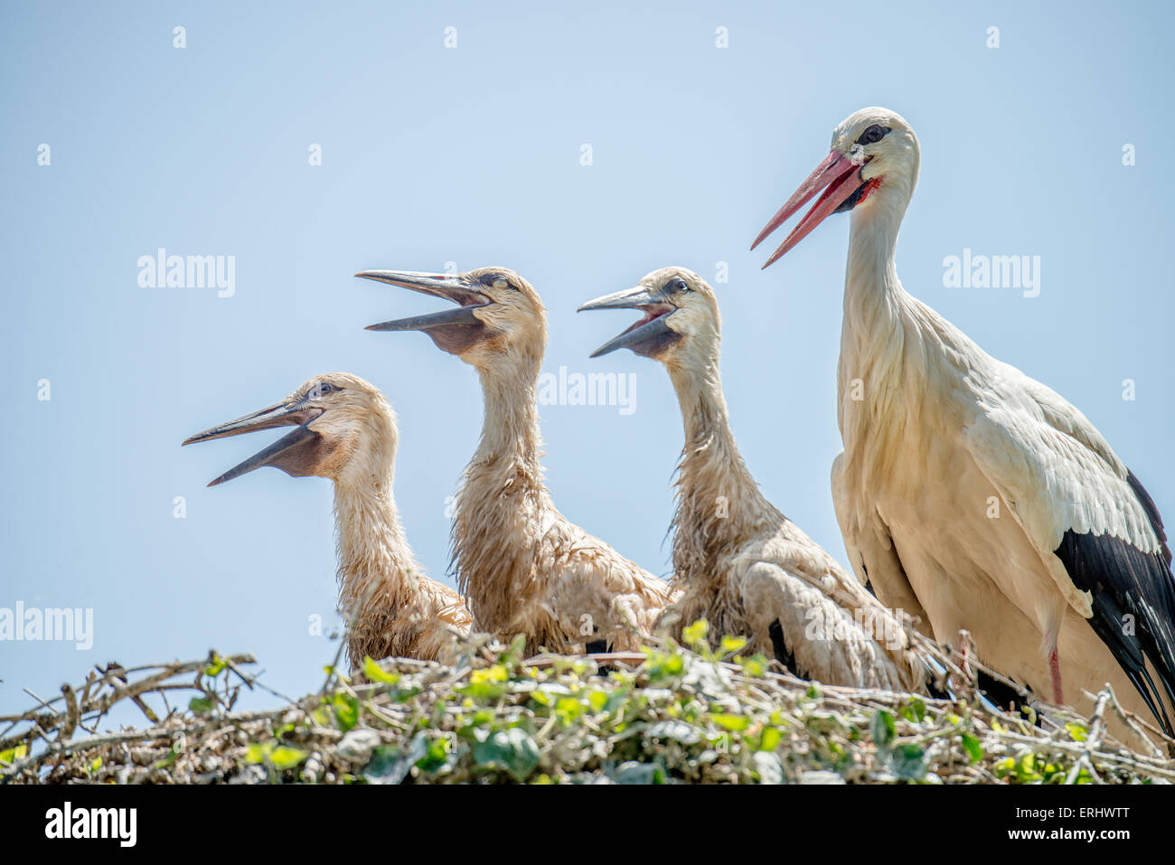 Open Bill Stork High Resolution Stock Photography and Images - Alamy