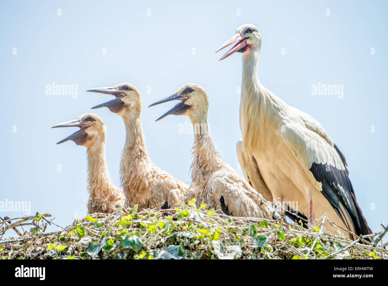 White stork with its three chicks Stock Photo - Alamy