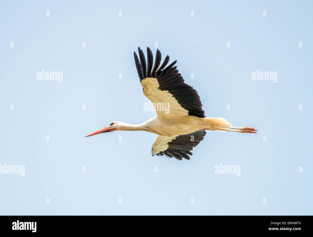 Blue stork hi-res stock photography and images - Alamy