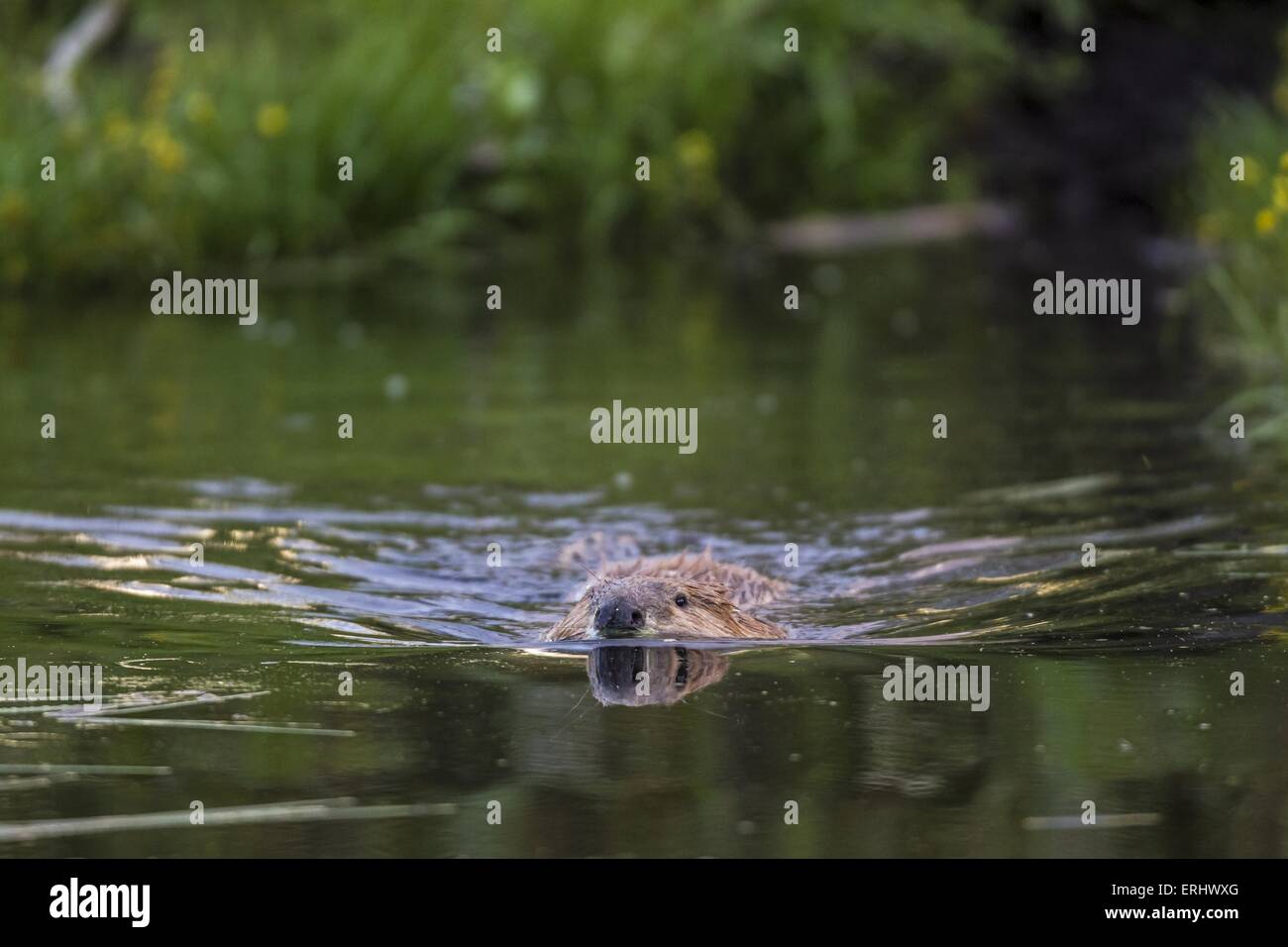 Canadian rodents hi-res stock photography and images - Alamy