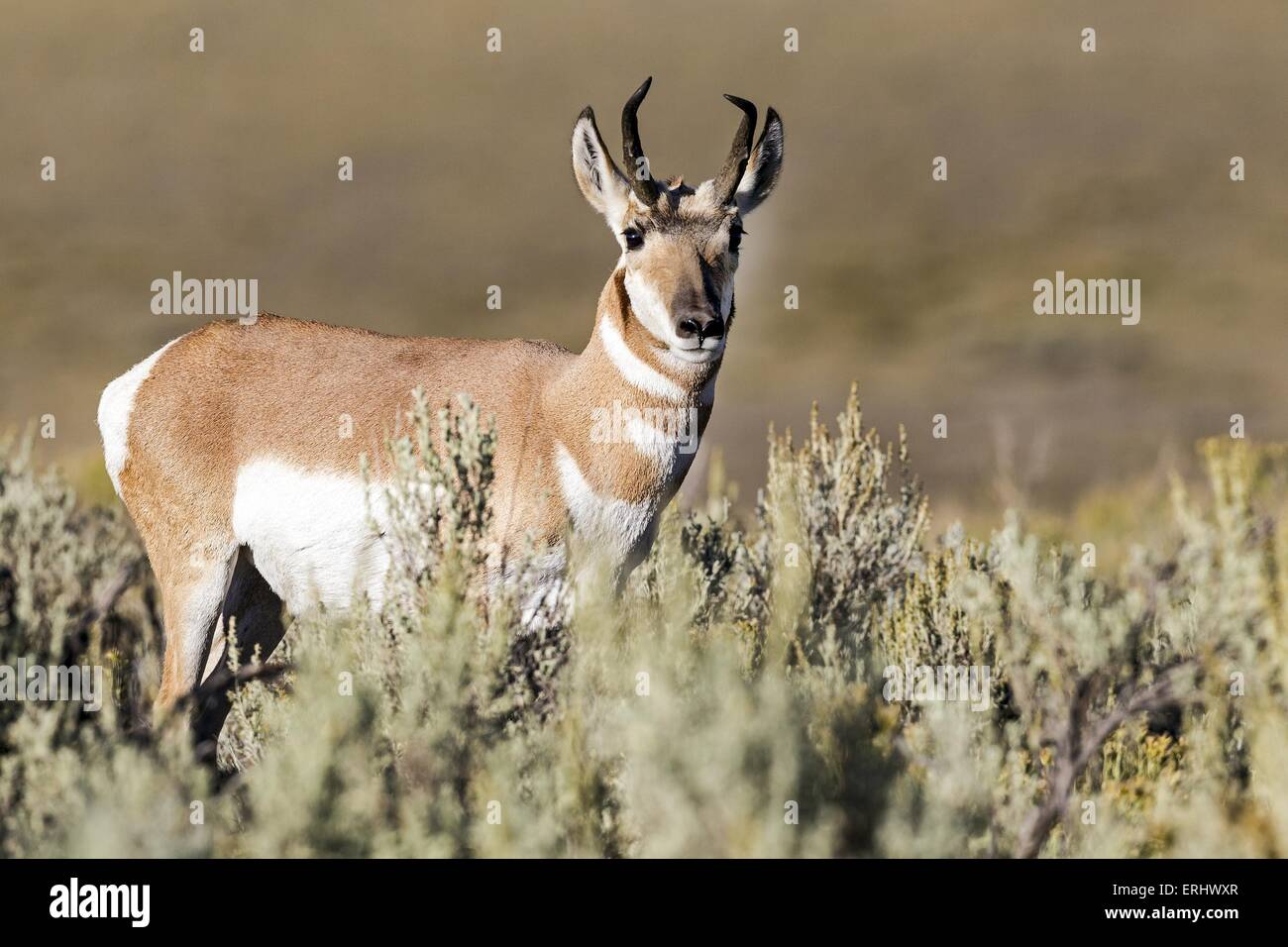 Male pronghorn standing hi-res stock photography and images - Alamy