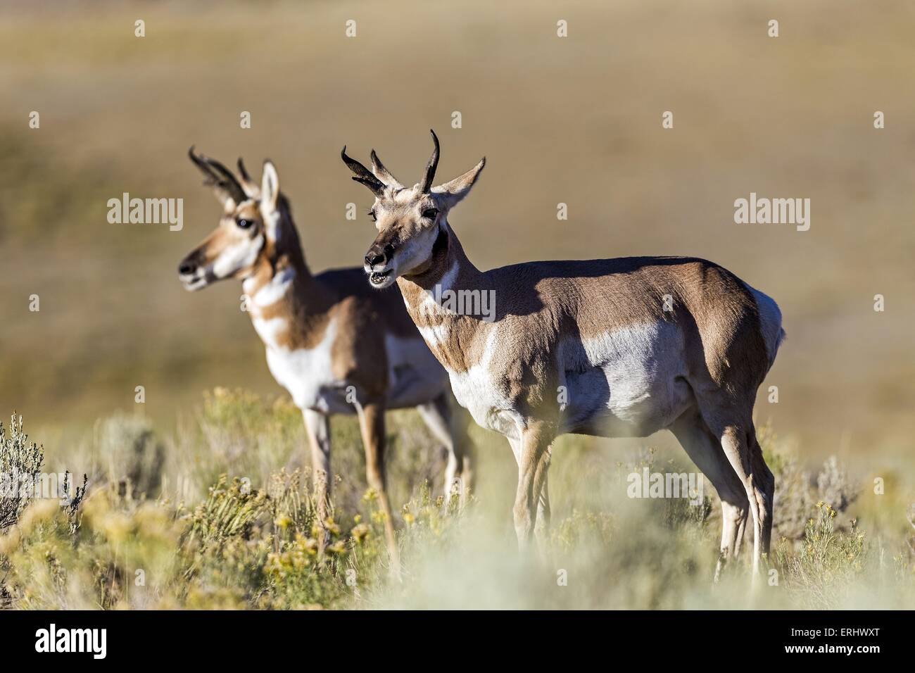 Prong horn nature hi-res stock photography and images - Alamy