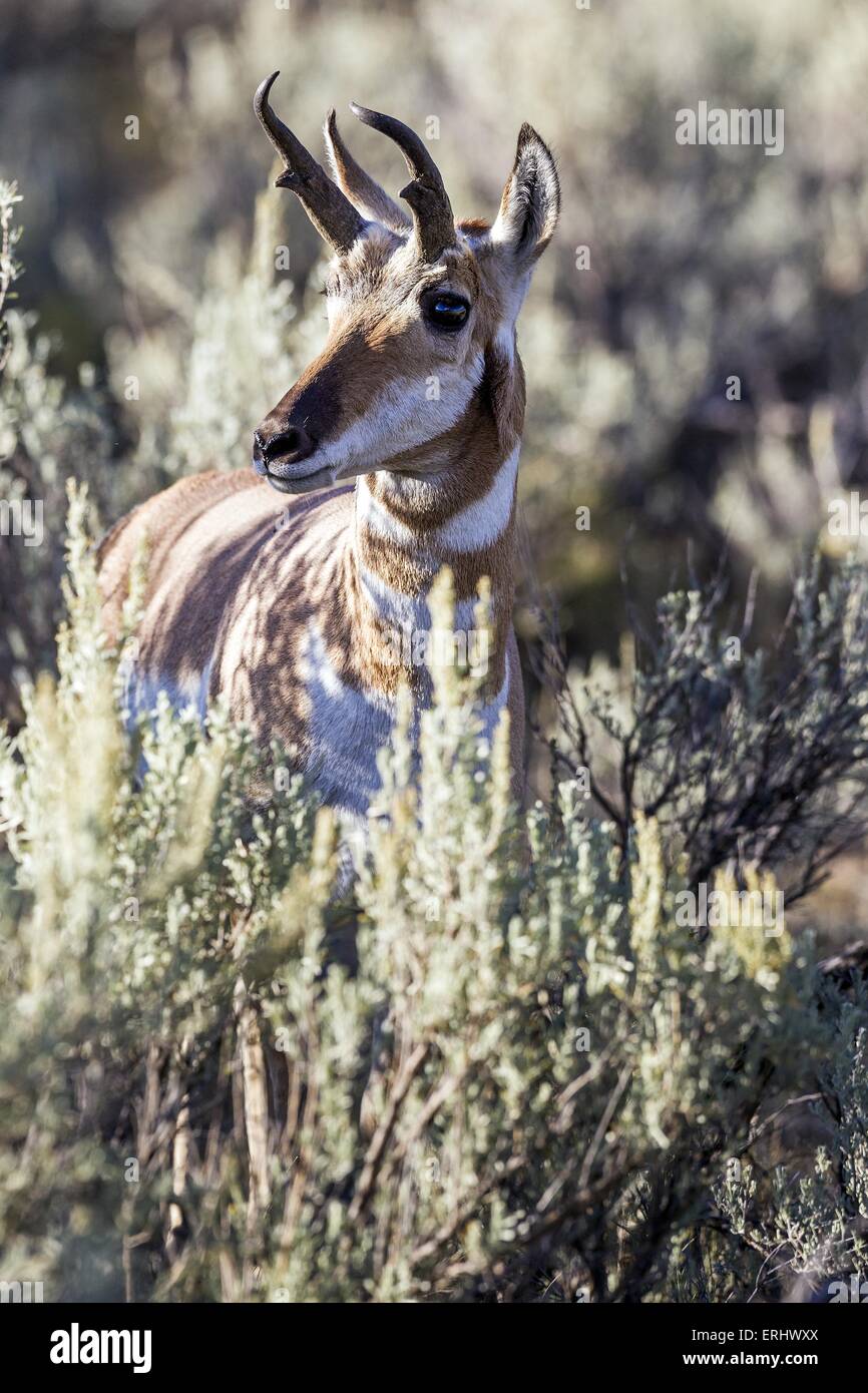 Buck heads hi-res stock photography and images - Alamy