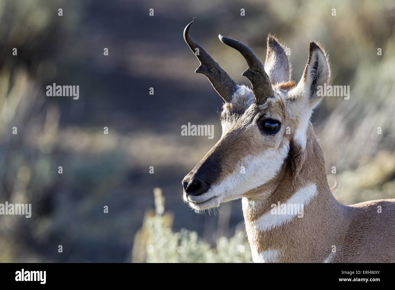 Buck heads hi-res stock photography and images - Alamy