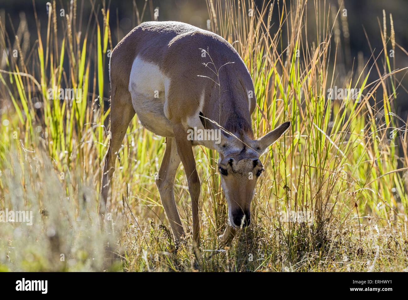 Female pronghorns hi-res stock photography and images - Alamy