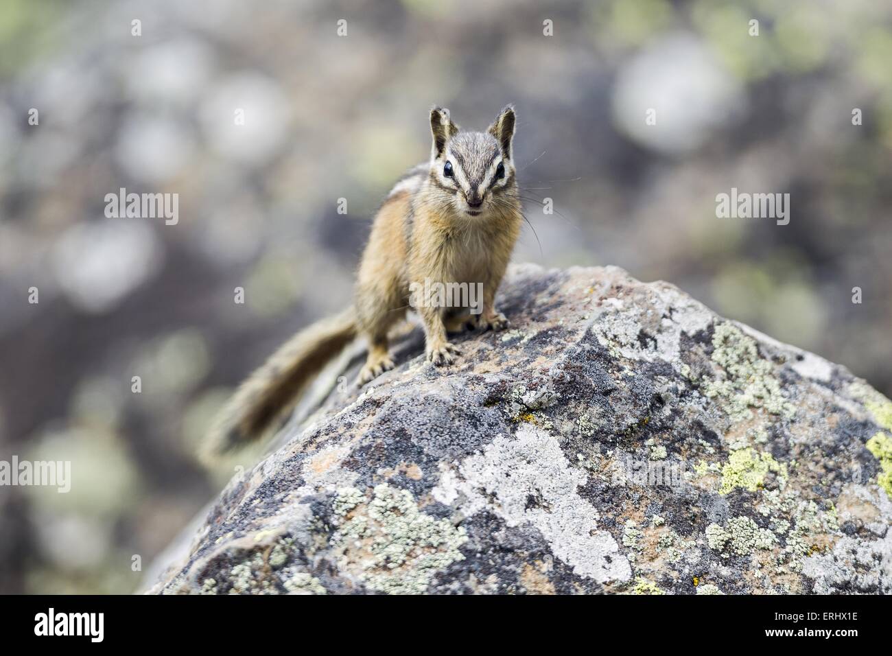 Chipmunk adult hi-res stock photography and images - Alamy