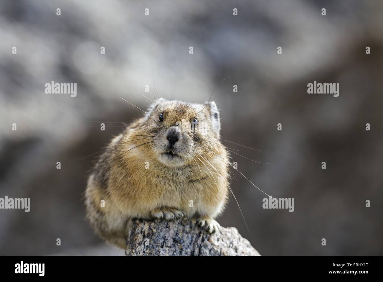 American pikas hi-res stock photography and images - Alamy