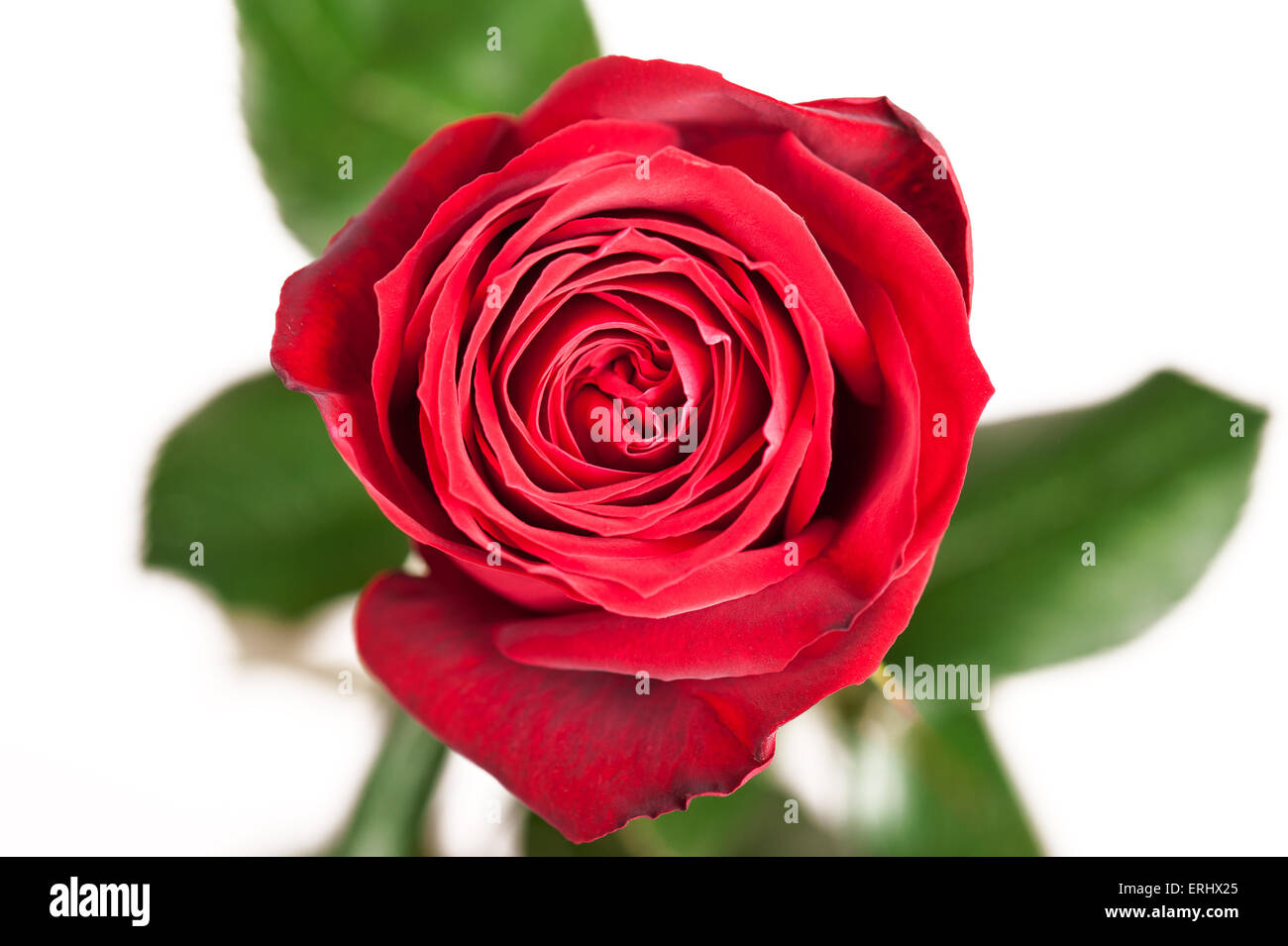 Red rose isolated on white Stock Photo - Alamy
