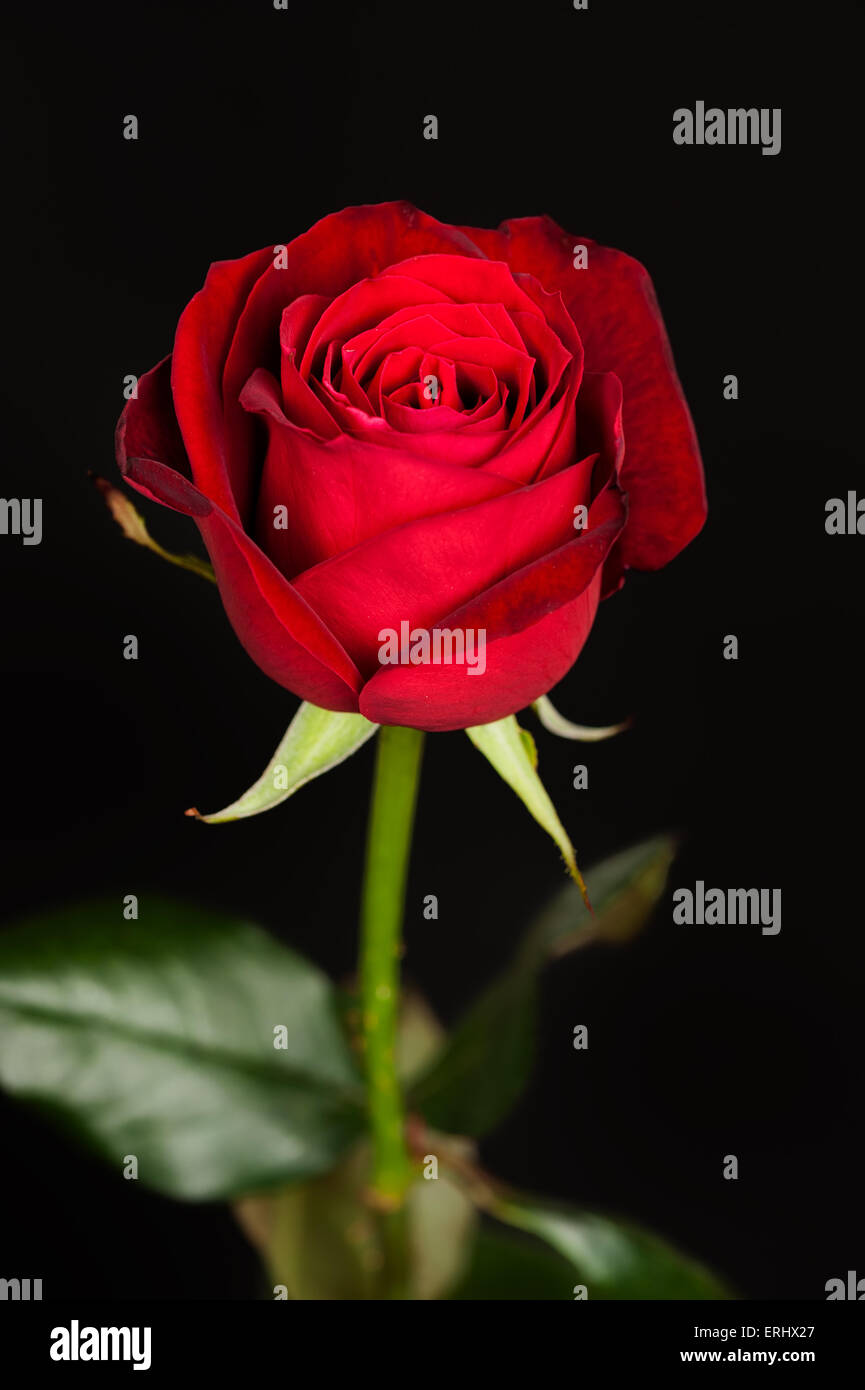 Red rose on black Stock Photo - Alamy