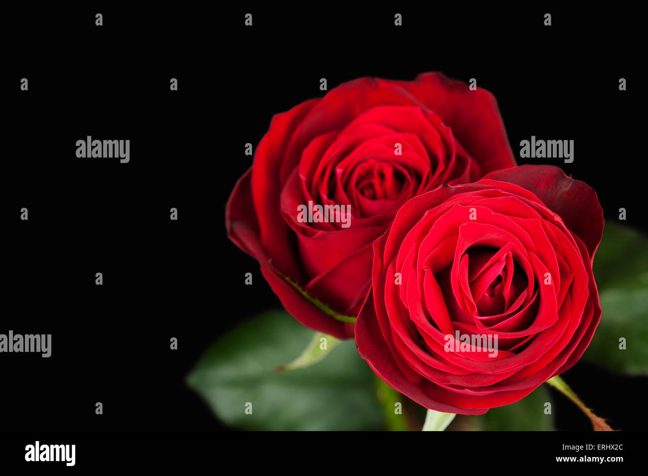 two red roses on black Stock Photo - Alamy
