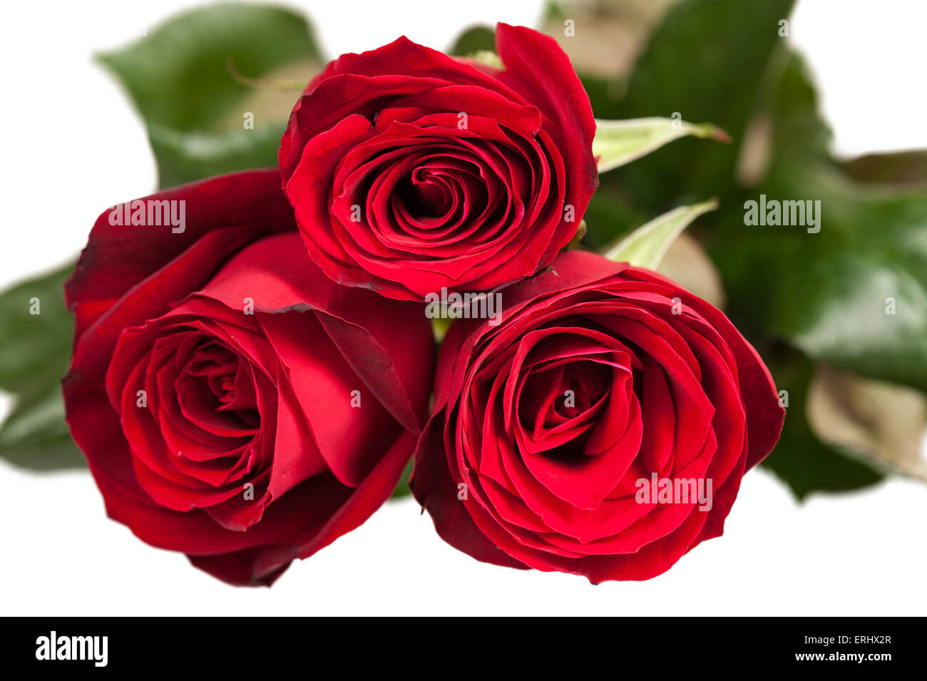 Three red roses isolated on white Stock Photo - Alamy