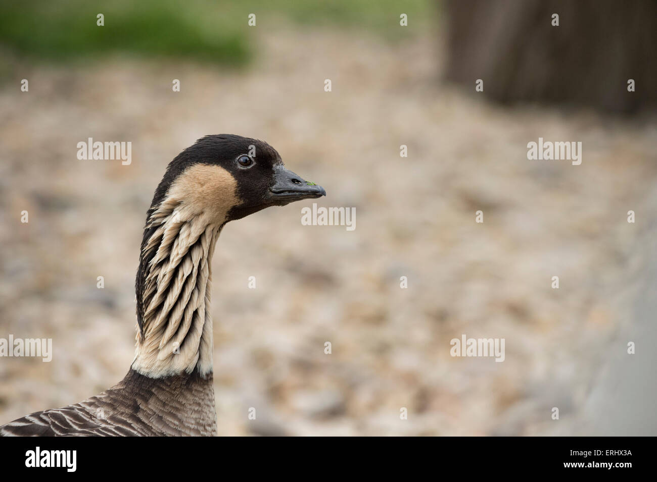 Nene goose hi-res stock photography and images - Alamy