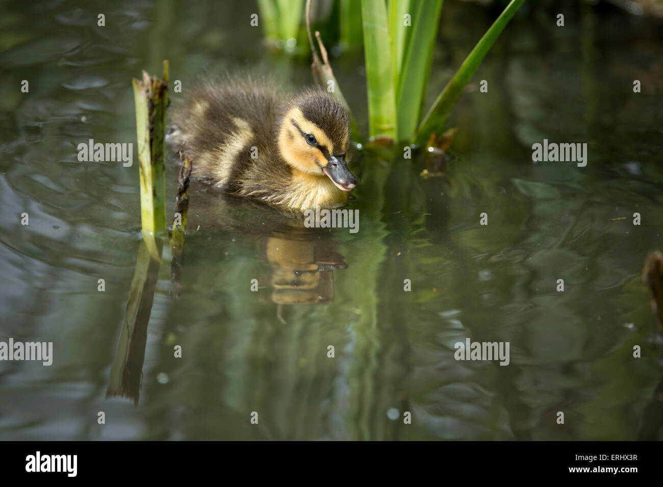 Ugly young duckling hi-res stock photography and images - Alamy