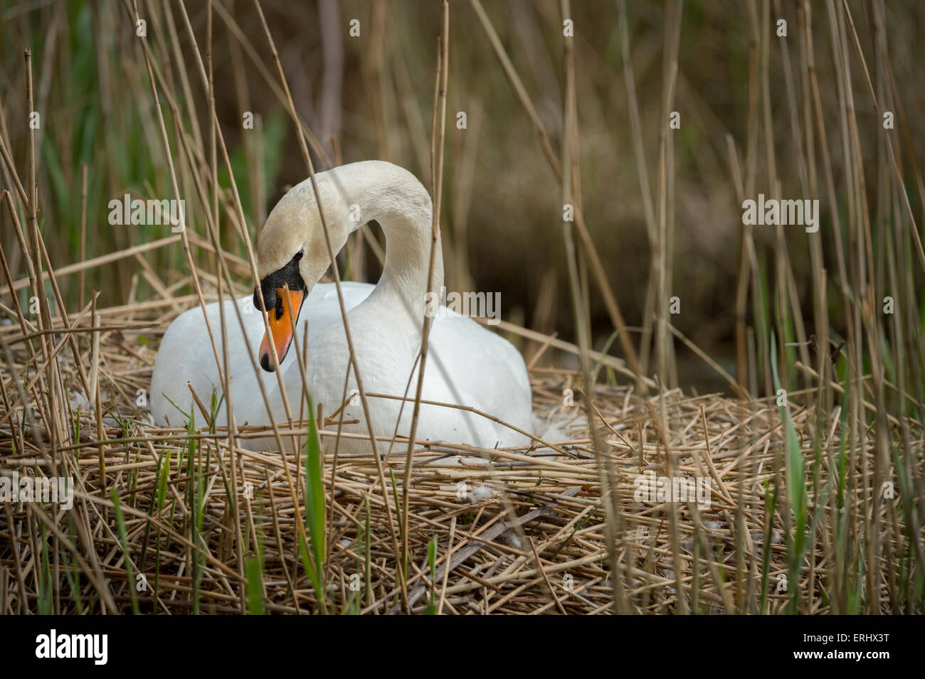 Mute Swan nesting Stock Photo - Alamy