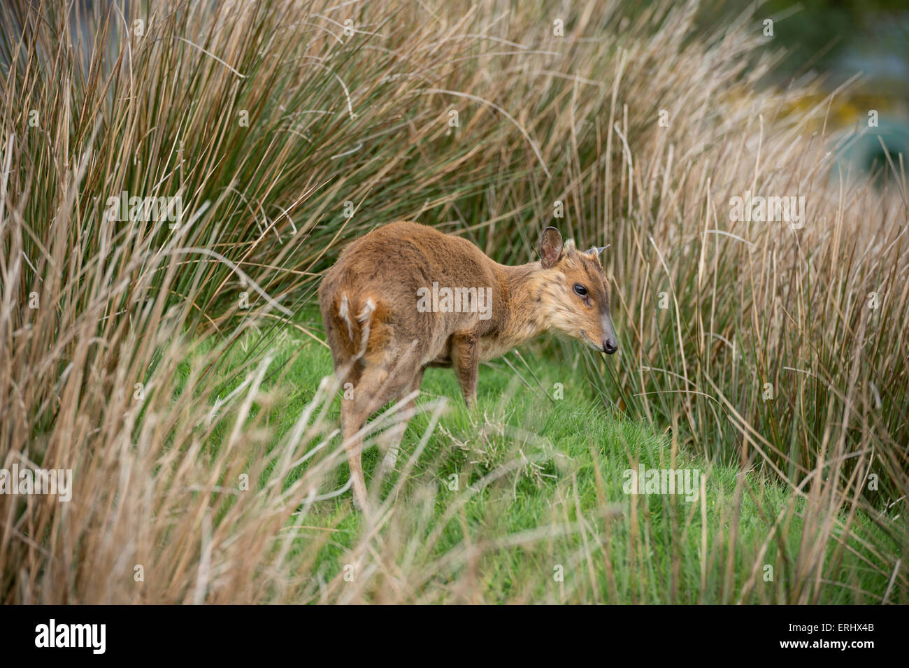Reeves muntjac woodland hi-res stock photography and images - Alamy