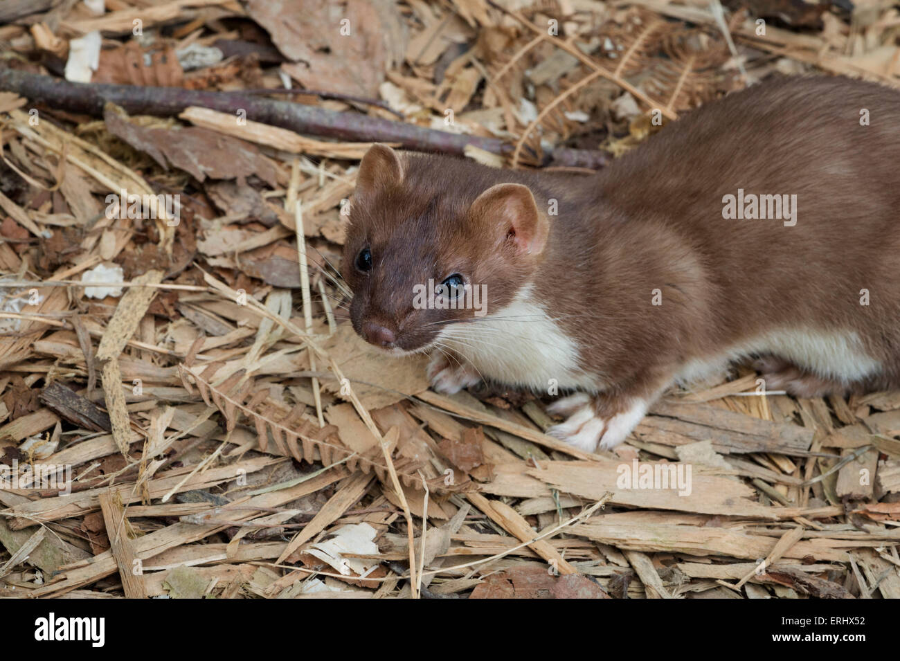 Cute stoat uk hi-res stock photography and images - Alamy