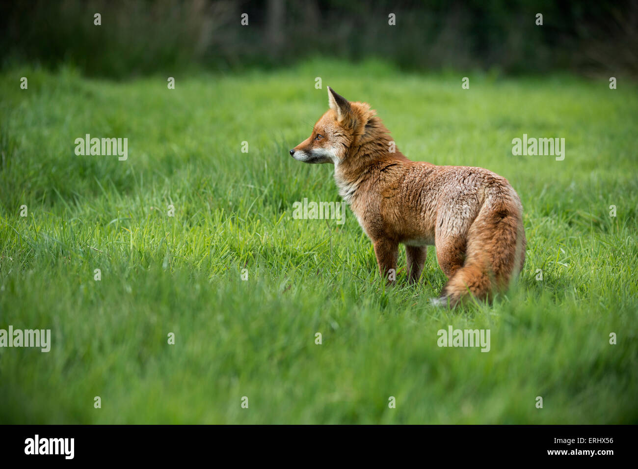 Basil brush fox hi-res stock photography and images - Alamy