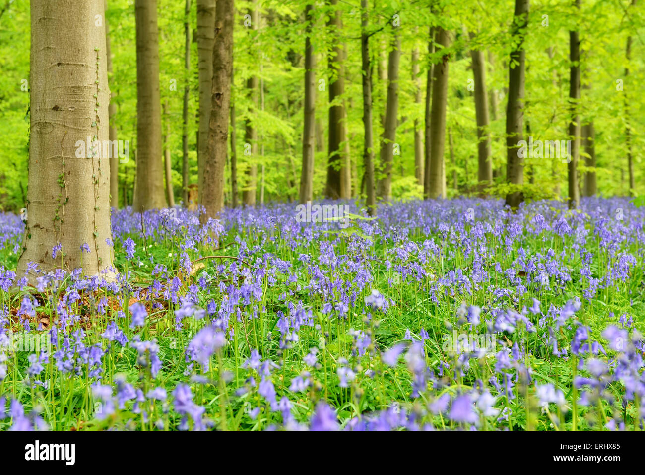 Wild hyacinths in so named blue forest Hallerbos in Belgium Stock Photo ...