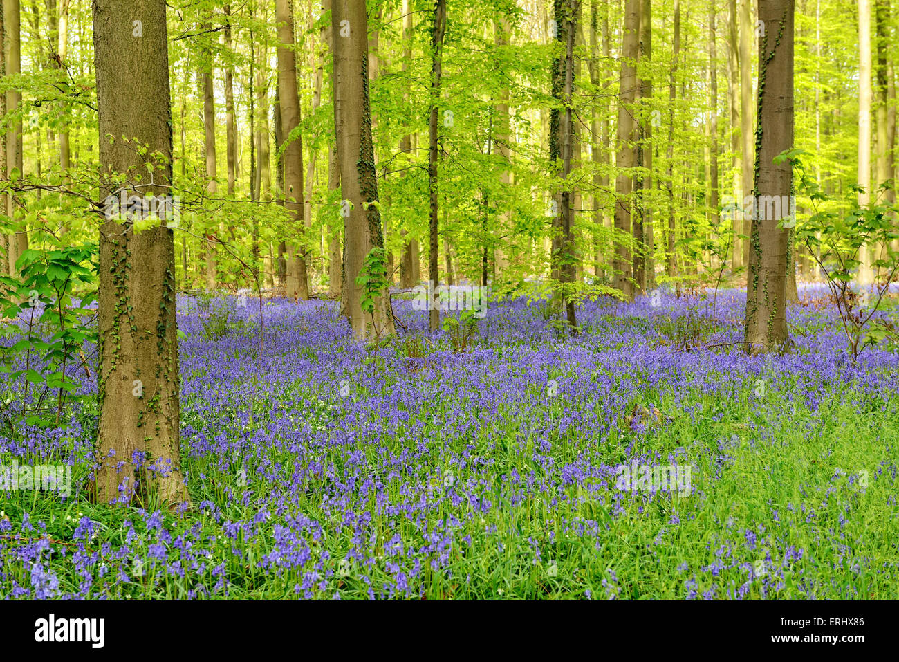 One of mostly beautiful forests of Europe Hallerbos in Belgium Stock ...