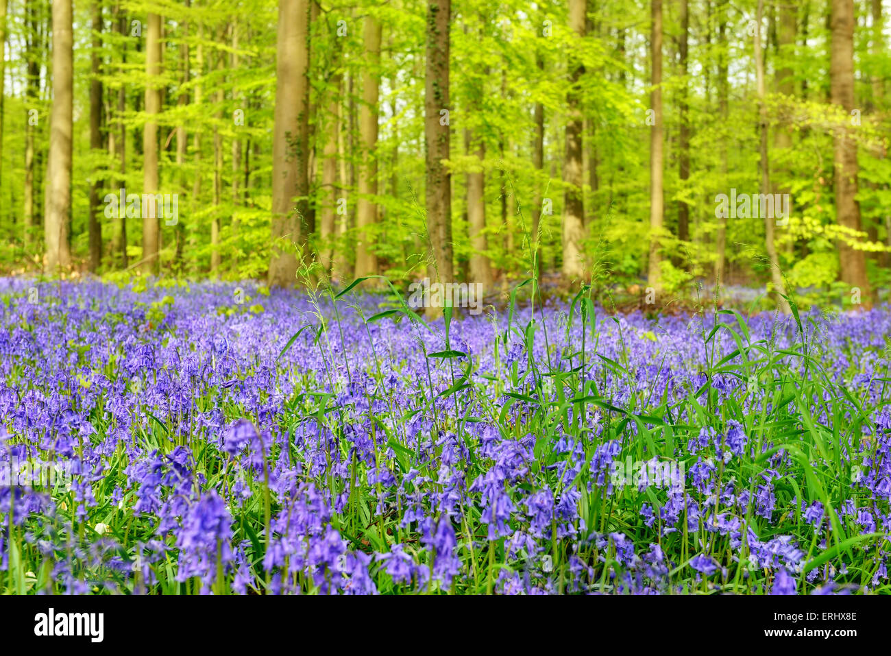 Blue flowers of Hallerbos, Belgium in sunny day Stock Photo - Alamy