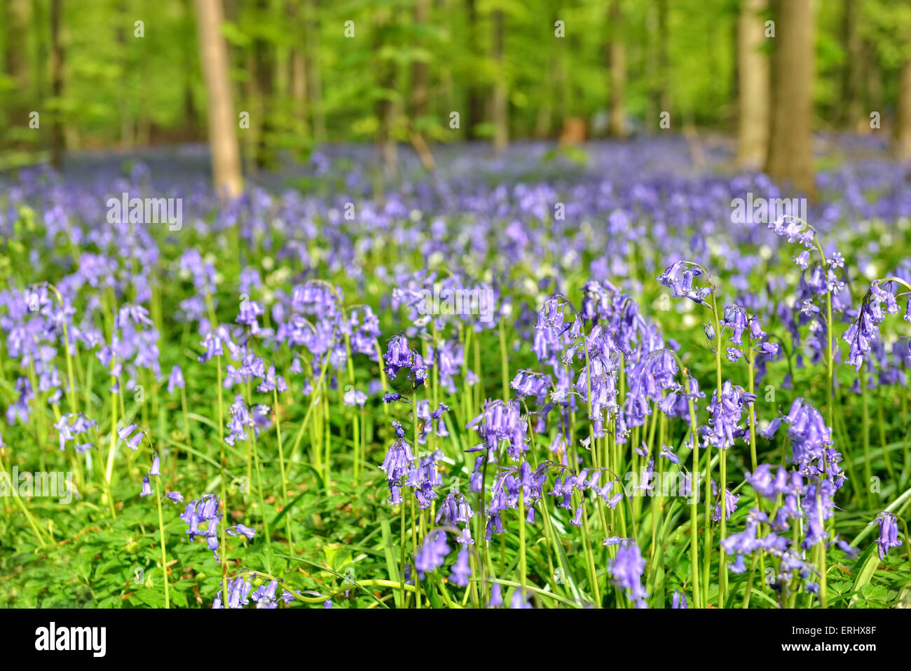 Blue forest Hallerbos in Belgium received its name because of blue ...