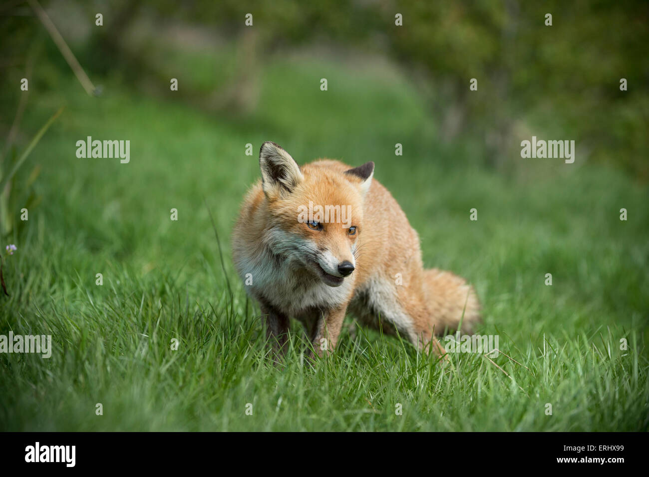 Basil brush fox hi-res stock photography and images - Alamy