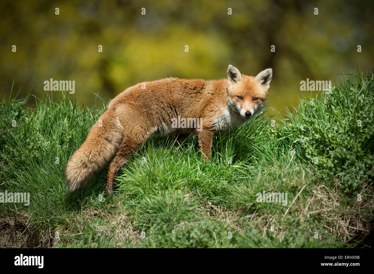Basil brush fox hi-res stock photography and images - Alamy