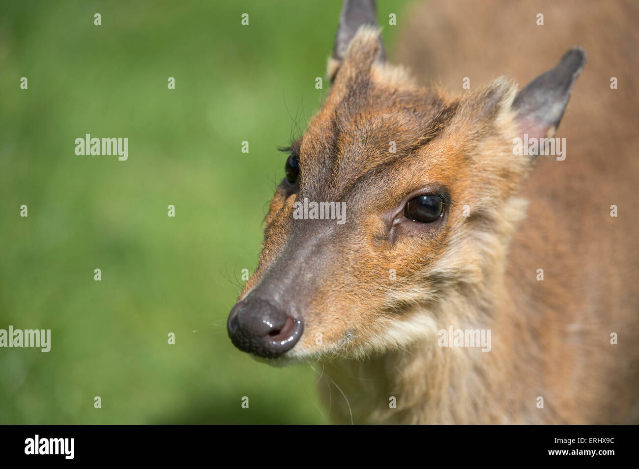 Muntjac hi-res stock photography and images - Alamy