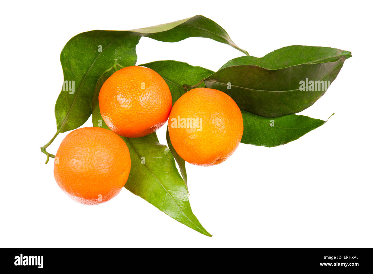 Big oranges Cut Out Stock Images & Pictures - Alamy